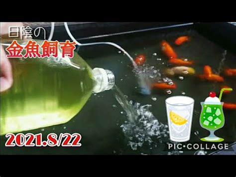 日陰の金魚飼育青水にチェンジらんちゅうプラ舟 YouTube