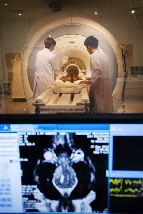 Veterinarian Doctor Working In MRI Scanner Room Stock Image Image Of People Assistant