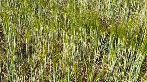 Tormentas Pedrisco Y Heladas Causan Daños En Los Cultivos En Aragón Y