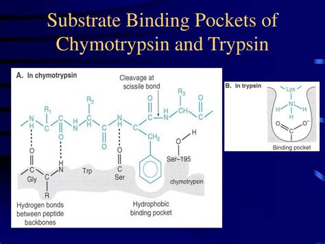 Ppt Enzymes Powerpoint Presentation Free Download Id306269