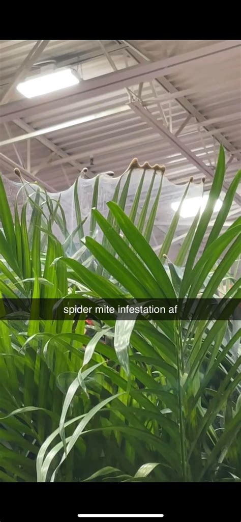 Lowes Has Added Protective Netting To Their Plants As A New Feature R