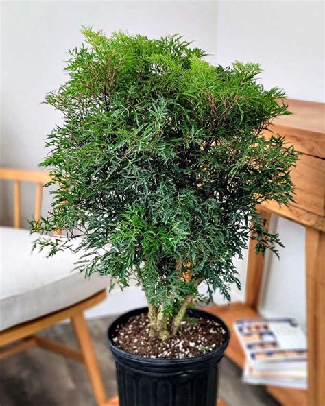 Ming Aralia Plantvine
