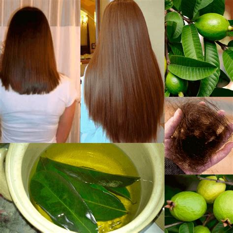 Seu cabelo vai crescer muito tônico bomba de folha de goiaba Brasil