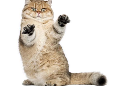 猫咪咳嗽会发展成猫鼻支吗？猫鼻支怎么预防？