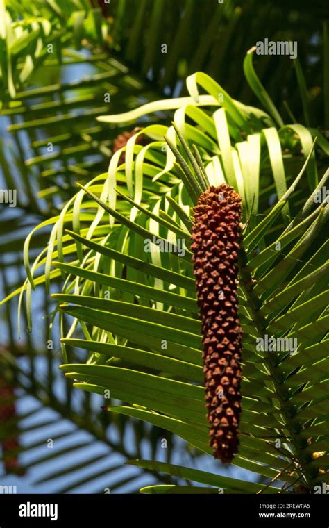 Wollemi Pine Living Fossil Wollemia Cone Conifer Needles Hi Res Stock