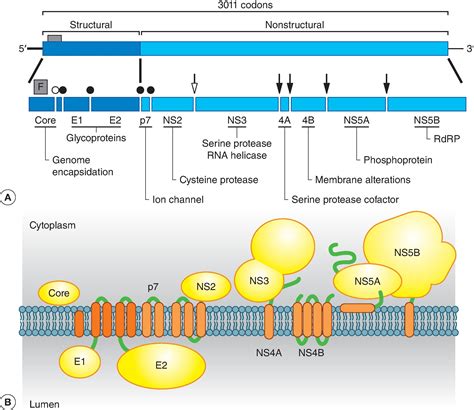 Hepatitis C Vaccines Clinical Tree