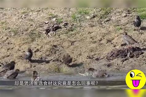 美国又一物种泛滥连飞机见了都要躲开却被中国吃货盯上了