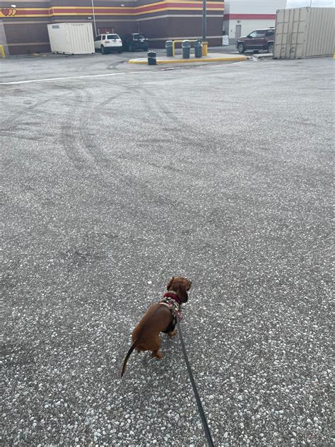 Izzy Bee And Izzy Bee And Daddy Take Over The World