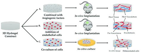 Vascularization Strategies In 3d Tissue Construct A Hydrogel