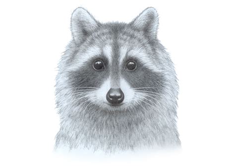 How To Draw A Realistic Raccoon