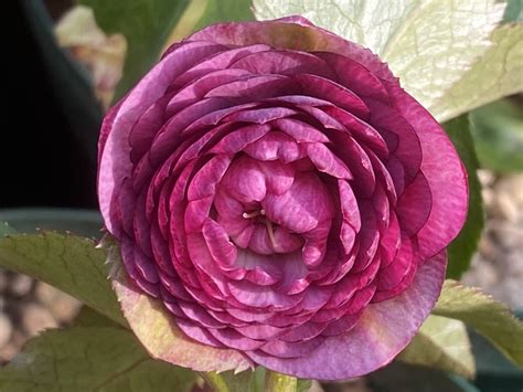 Yahoo オークション クリスマスローズ 174 Dd プリマドレス × 209 D