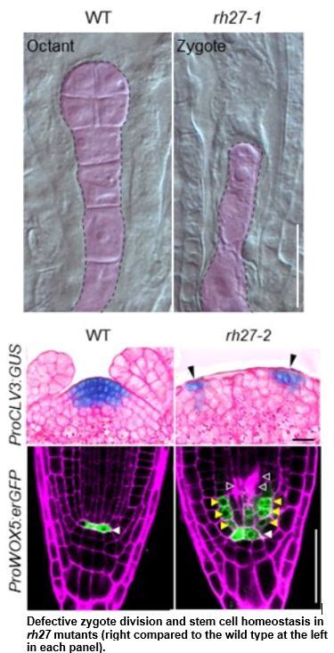 Dead Box Rna Helicase Plays Critical Roles In Zygote Division And Stem