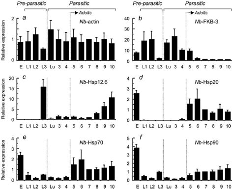 Temporal Gene Expression Patterns During The Lifecycle Of N