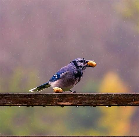 Bird Nut Beak Free Photo On Pixabay Pixabay
