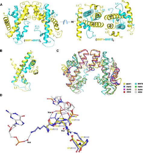 Saccharomyces Cerevisiae Mhf Complex Structurally Resembles The