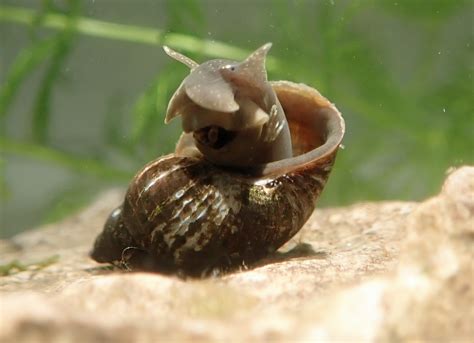 Freshwater Snails Workshop North West Invertebrates