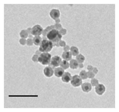 Typical Tem Image Of Fe3o4sio2 Mnps The Scale Bar In The Inset