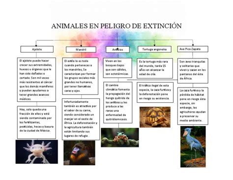 Animales En Peligro De Extinción Mapa Conceptual Pdf