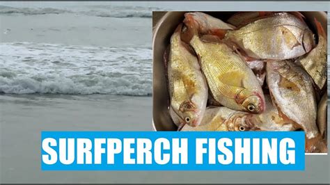 Surf Perch Fishing Oregon Coast Surf Perch Youtube