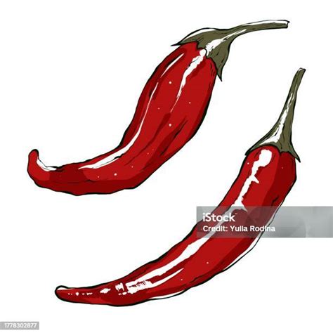고추 세트 음식용 뜨거운 조미료 스케치 스타일로 손으로 그린 그림입니다 레시피 포장 로고에 대한 향기로운 식물의 그림 개체 그룹에 대한 스톡 벡터 아트 및 기타 이미지
