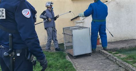 Jarny Attaquée par son chien secourue par des passants