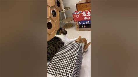 머리뜯고 싸우는 고양이 Youtube