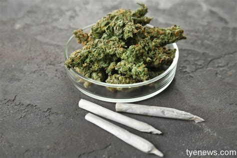 航警桃機查獲市值10億走私大麻花 136公斤全藏行李箱 桃園電子報