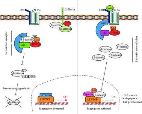 Vegf Signaling Pathway