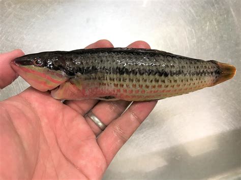 魚をさばく キュウセンギザミを塩焼きで食べる 魚食普及推進センター 一般社団法人 大日本水産会