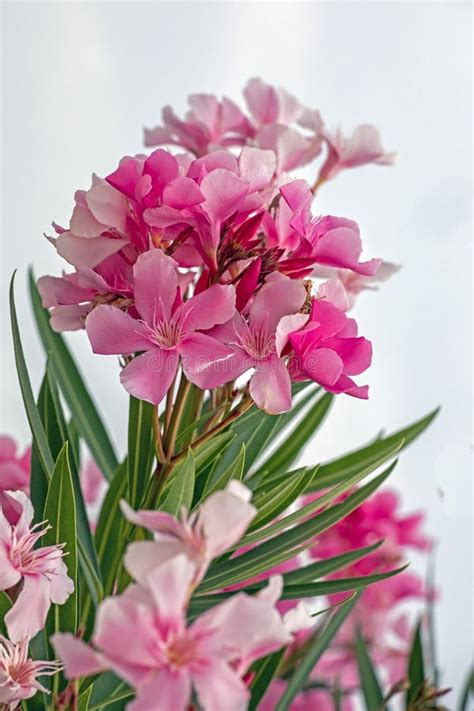 Flowering Of Olendra Vulgaris Rosea Garden Stock Image Image Of