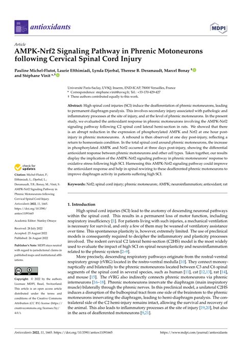 Pdf Ampk Nrf2 Signaling Pathway In Phrenic Motoneurons Following