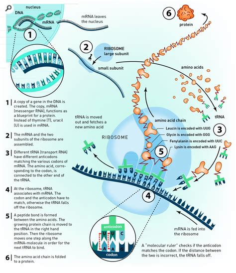Dna 組圖影片 的最新詳盡資料 必看