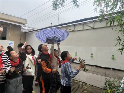 枳椇成熟助“双减”