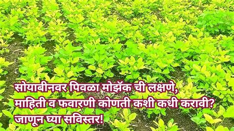 सोयाबीनवर पिवळा मोझॅक ची लक्षणे माहिती व फवारणी कोणती कशी कधी करावी