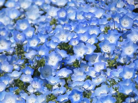 ネモフィラの花言葉とは？英語で赤ちゃんの青い瞳と呼ぶ可憐な花 花と花言葉