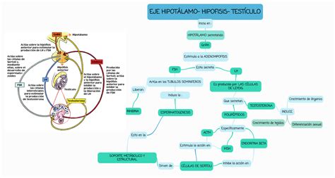 Fisiología Básica EJE HIPOTÁLAMO HIPÓFISIS TESTICULO