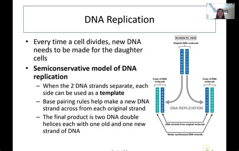 Bio 105 Ch 6 Dna Replication Semiconservative Model