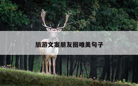 旅游文案朋友圈唯美句子 佳句 品与读