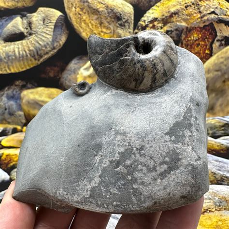 Nautilus Fossil Whitby North Yorkshire Jurassic Coast Yorkshire Fo