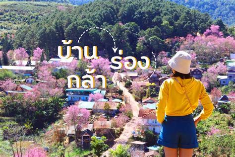 บ้านร่องกล้า จังหวัดพิษณุโลก แนะนำที่กิน ที่พัก ที่เที่ยวภูลมโล