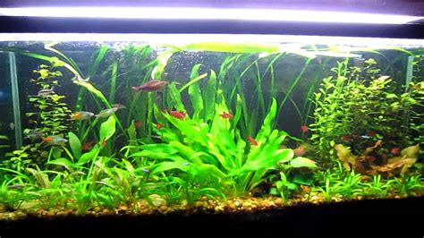 Tips And Tricks To Successful Aquascaping Freshwater Youtube
