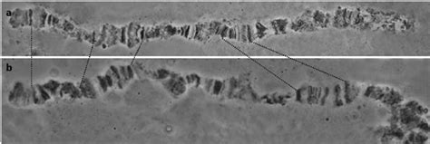 Comparison Of The 3l Polytene Chromosome Arm Of A B Tryoni And B B