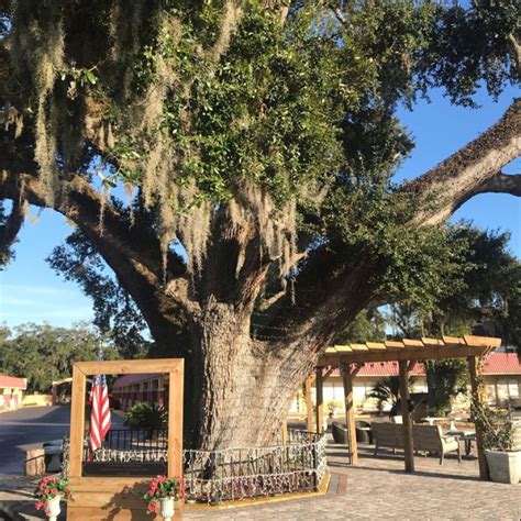 15 Oldest Trees In The World No Lumberjack Should Touch Pictolic