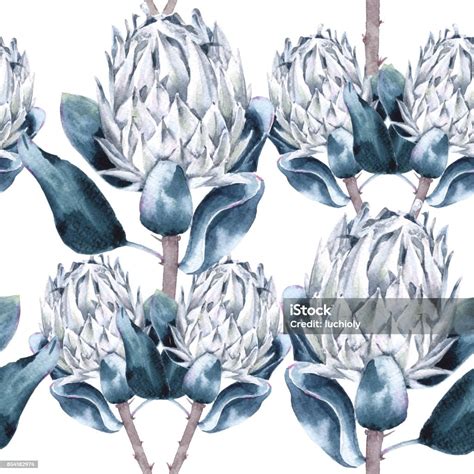 Protea 꽃의 배경입니다 완벽 한 패턴입니다 프로테아에 대한 스톡 벡터 아트 및 기타 이미지 프로테아 꽃 식물 호주 Istock