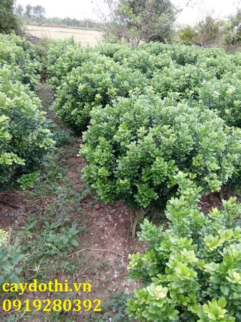 Cây ngâu hoa vàng mua bán trồng cây ngâu tròn công trình giá rẻ