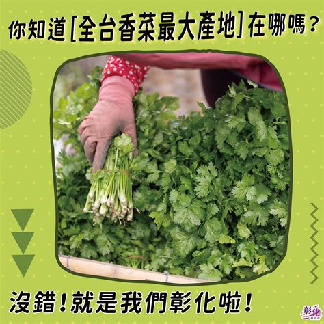 花現彰化 彰化縣政府新聞處 🌿 香菜信徒召集令！ 🌿