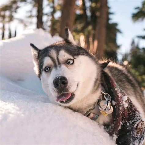 听说基因最像狼的犬种不是哈士奇，而是另外一种，二哈：我不服