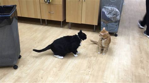 An Example Of Normal Feline Play Behavior Fundamentally Feline