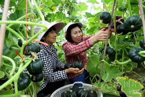 江苏南京采收贝贝南瓜 人民图片网