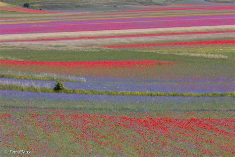 la fiorita | JuzaPhoto